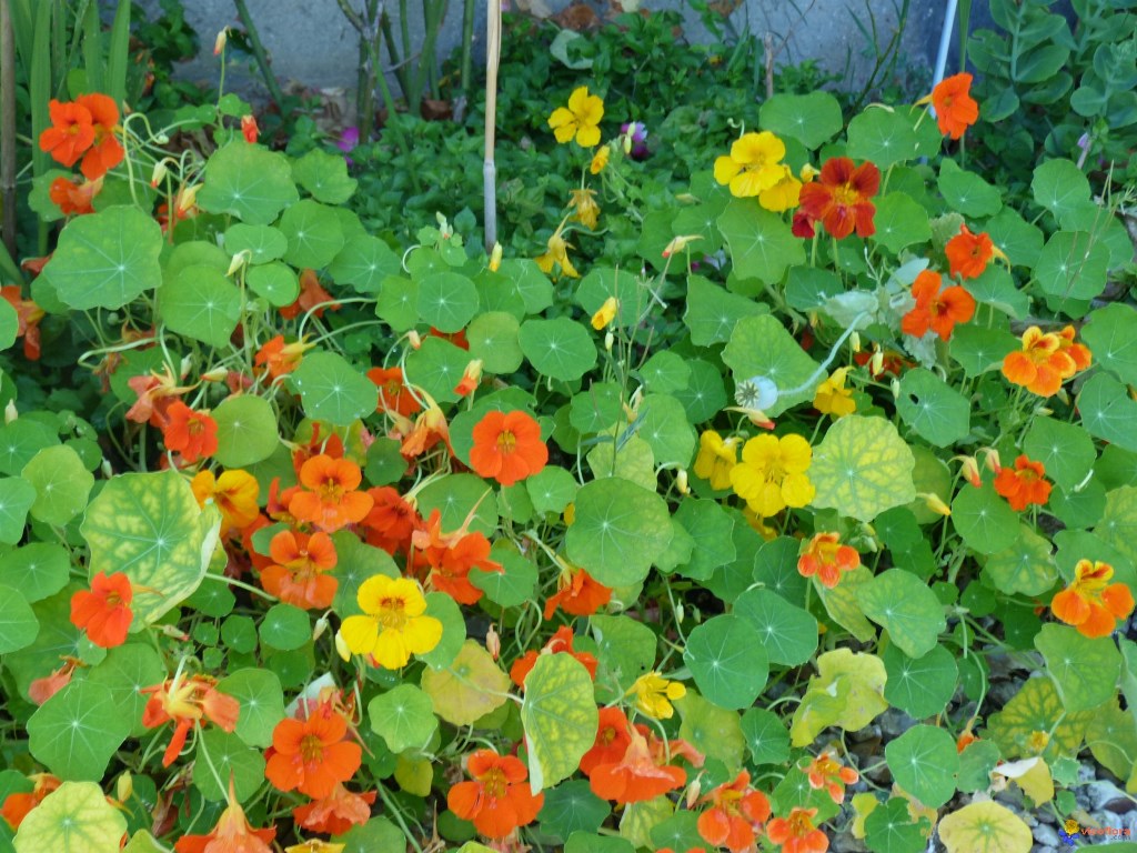 Medicicom | Dragoljub - ubica bakterija sa vaše terase