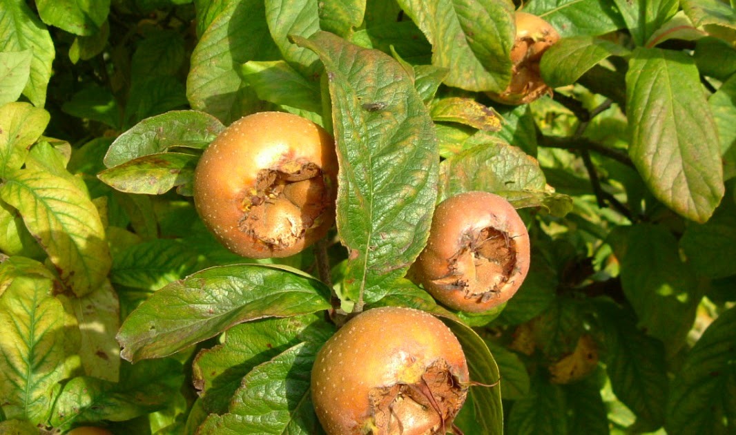 Medicicom | Ljekovitost mušmula